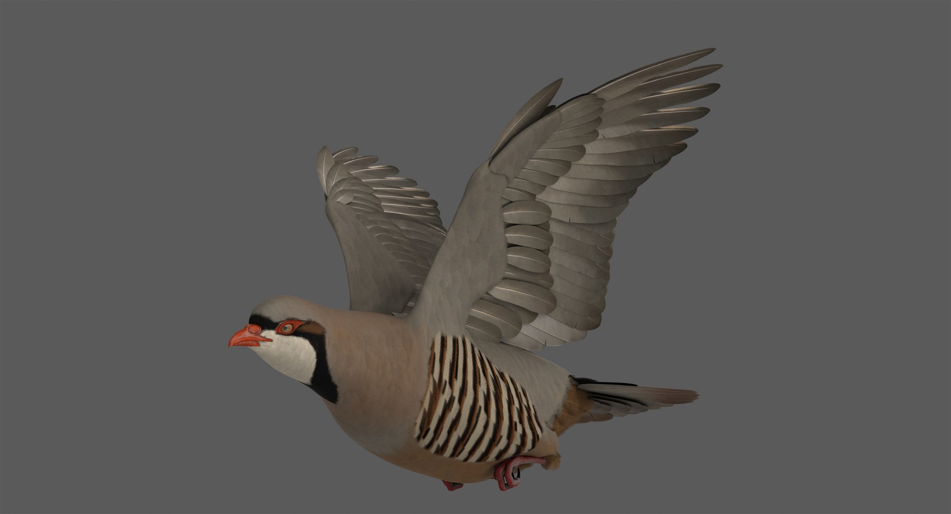 3D Chukar Partridge Animation Model - TurboSquid 1319454