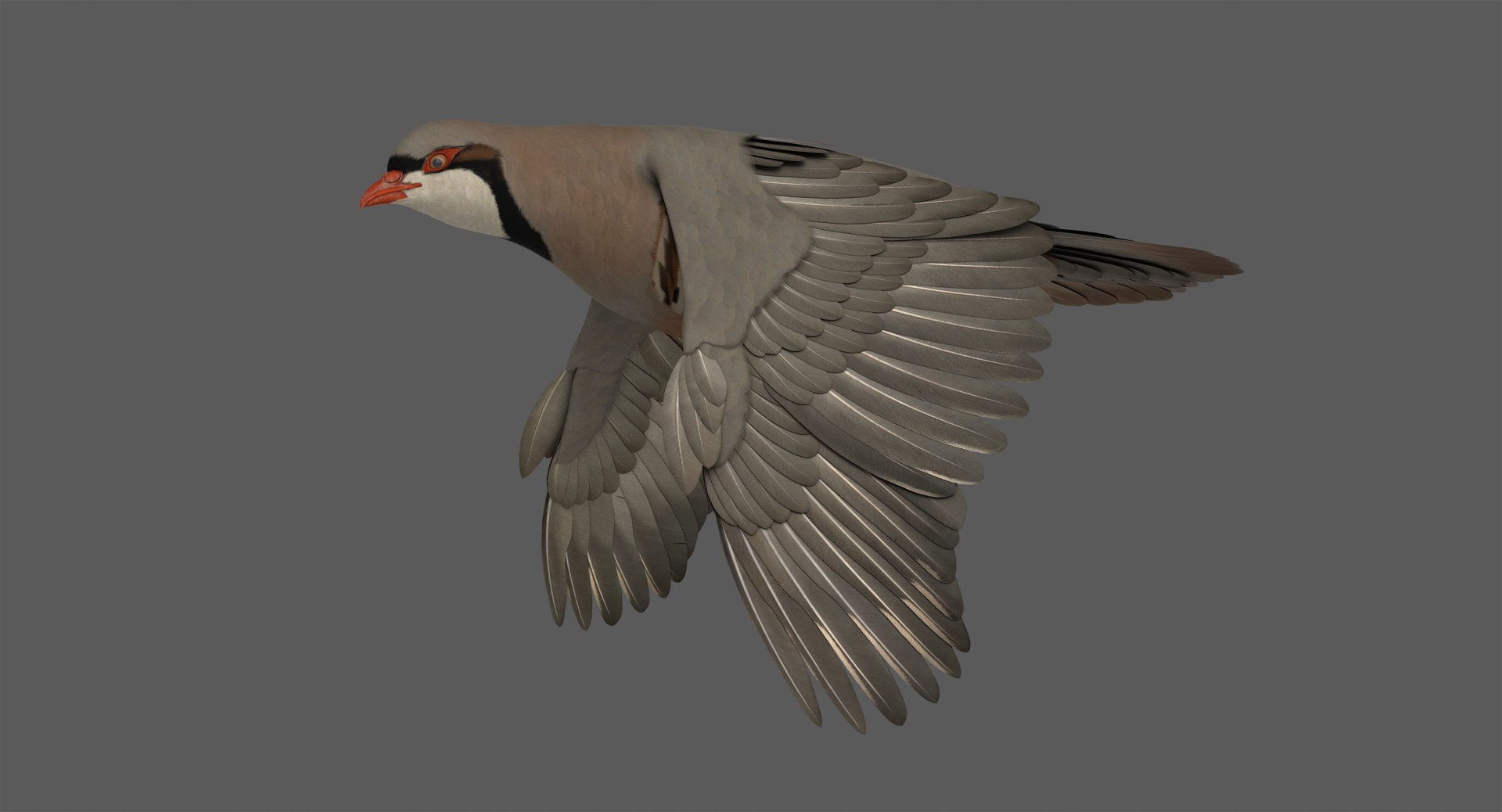 3D Chukar Partridge Animation Model - TurboSquid 1319454