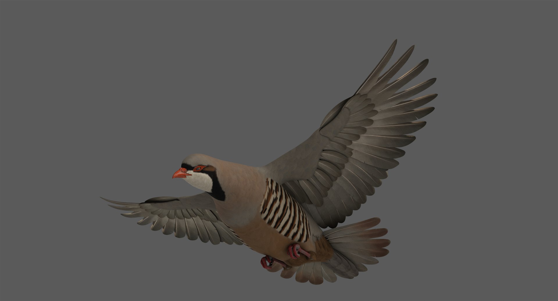 3D Chukar Partridge Animation Model - TurboSquid 1319454