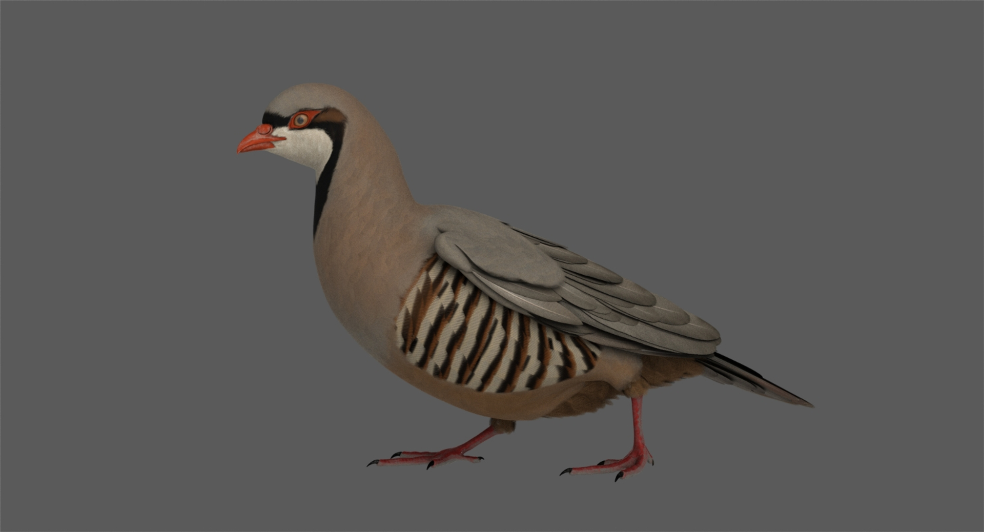 3D Chukar Partridge Animation Model - TurboSquid 1319454