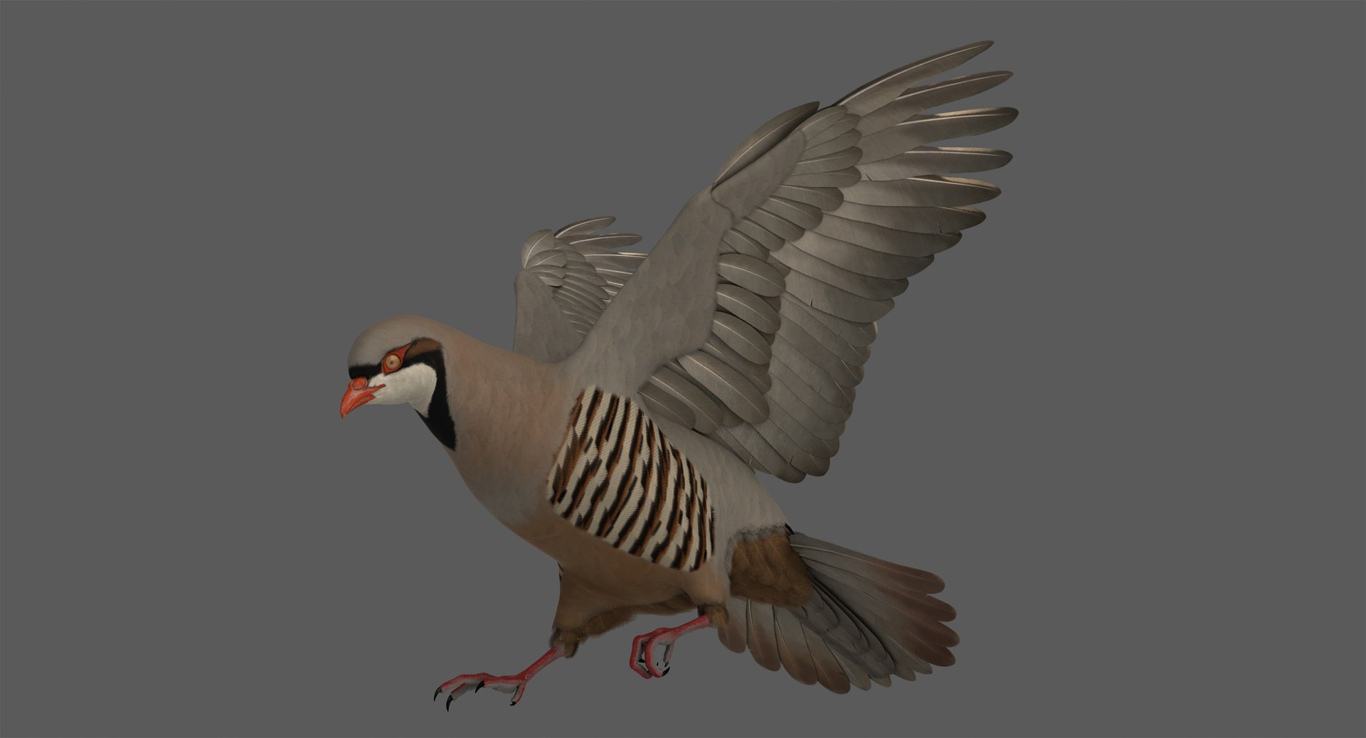 3D Chukar Partridge Animation Model - TurboSquid 1319454