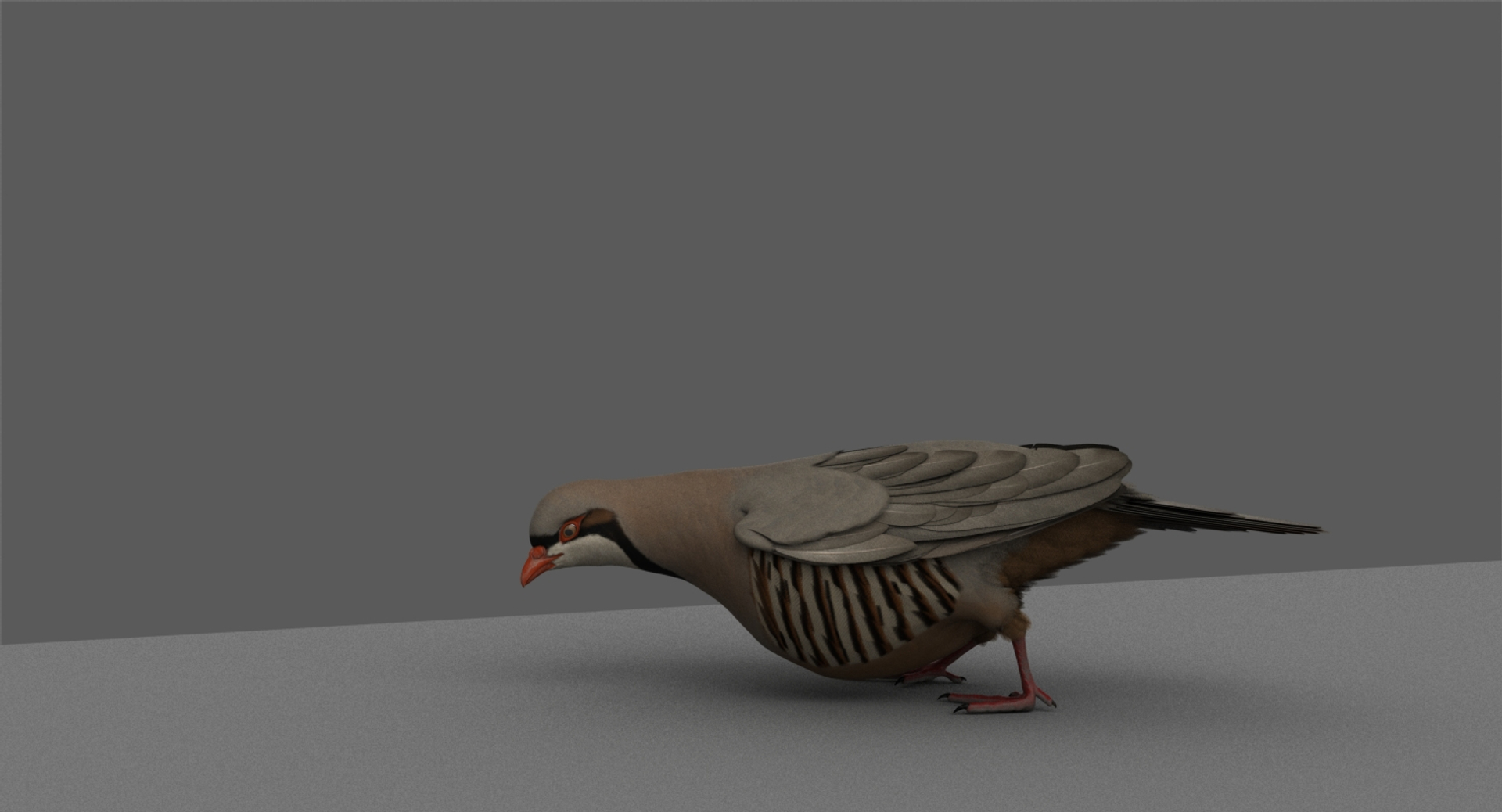 3D Chukar Partridge Animation Model - TurboSquid 1319454