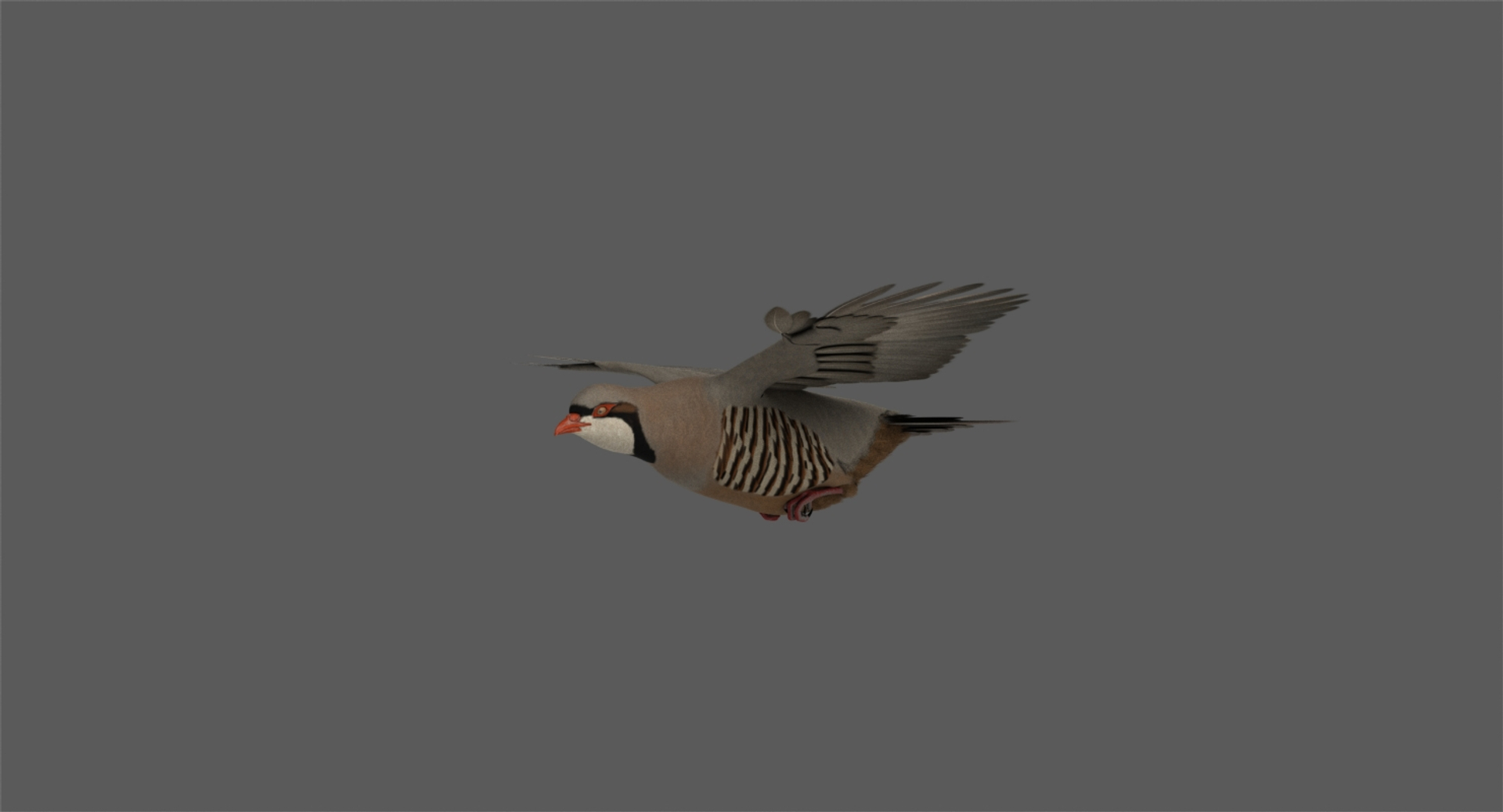 Fle Chukar Partridge