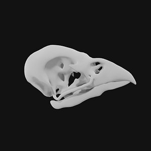 Bird Skull 3D Models for Download | TurboSquid