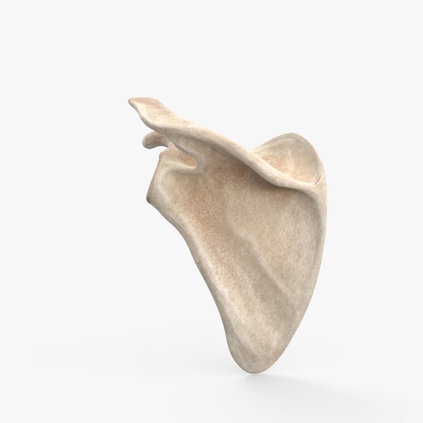 3D Scapula Models | TurboSquid