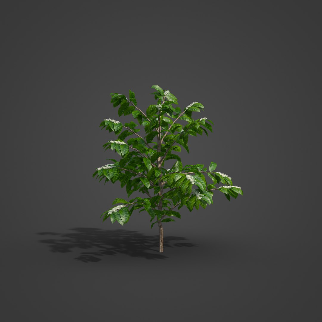 2021 PBR Coffee Collection - Coffea Arabica 3D Model - TurboSquid 1790099