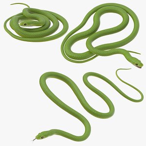 Green Snake Rigged 3d C4d