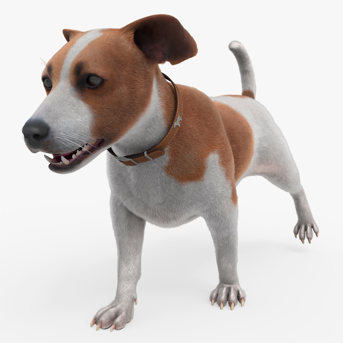modelo 3d Conjunto animado de Jack Russell Terrier con pelaje ...