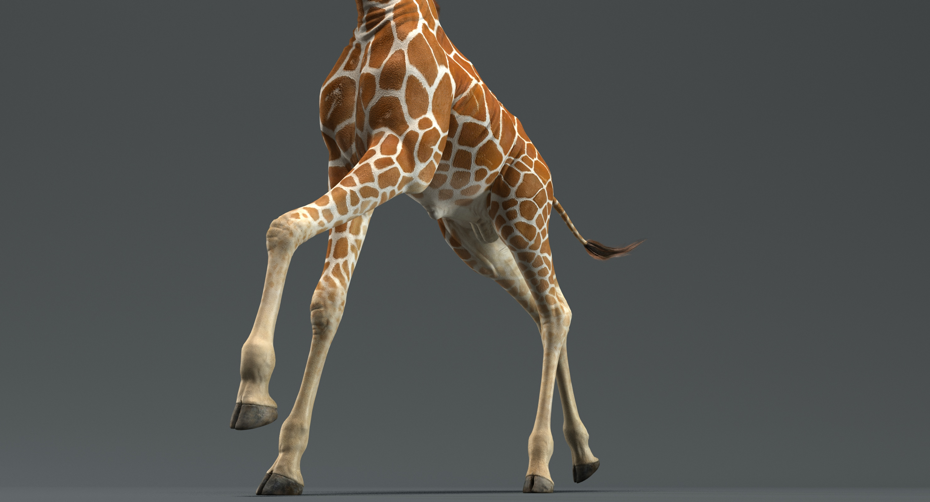 Realistic giraffe animations 3D model - TurboSquid 1416621