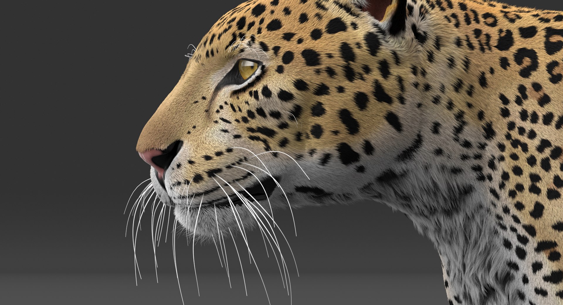 3D leopard fur model - TurboSquid 1408944