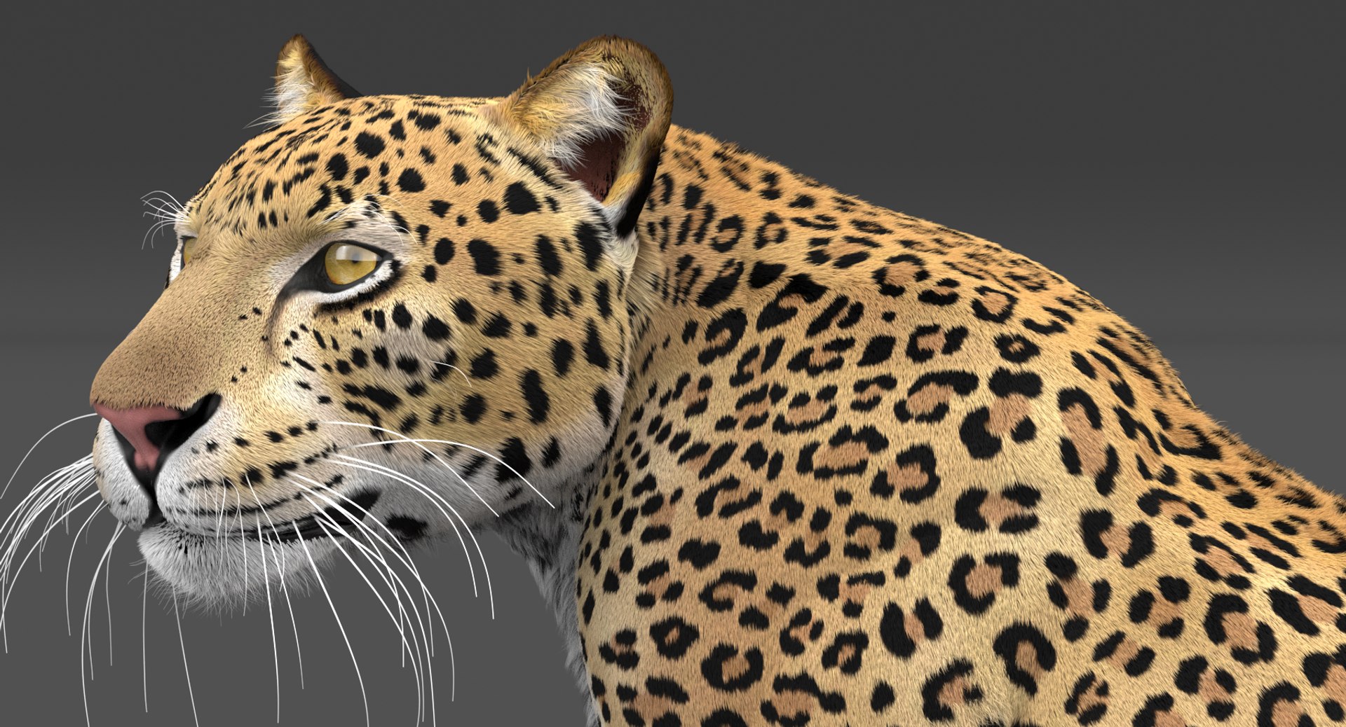 3D leopard fur model - TurboSquid 1408944