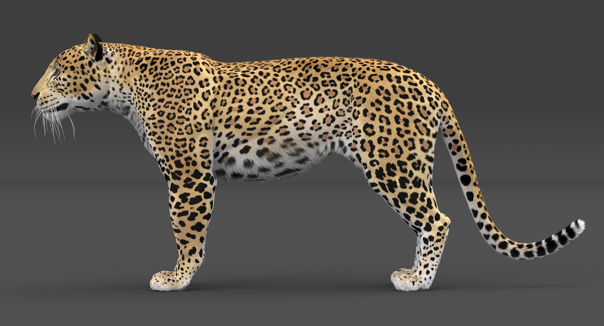 3D leopard fur model - TurboSquid 1408944