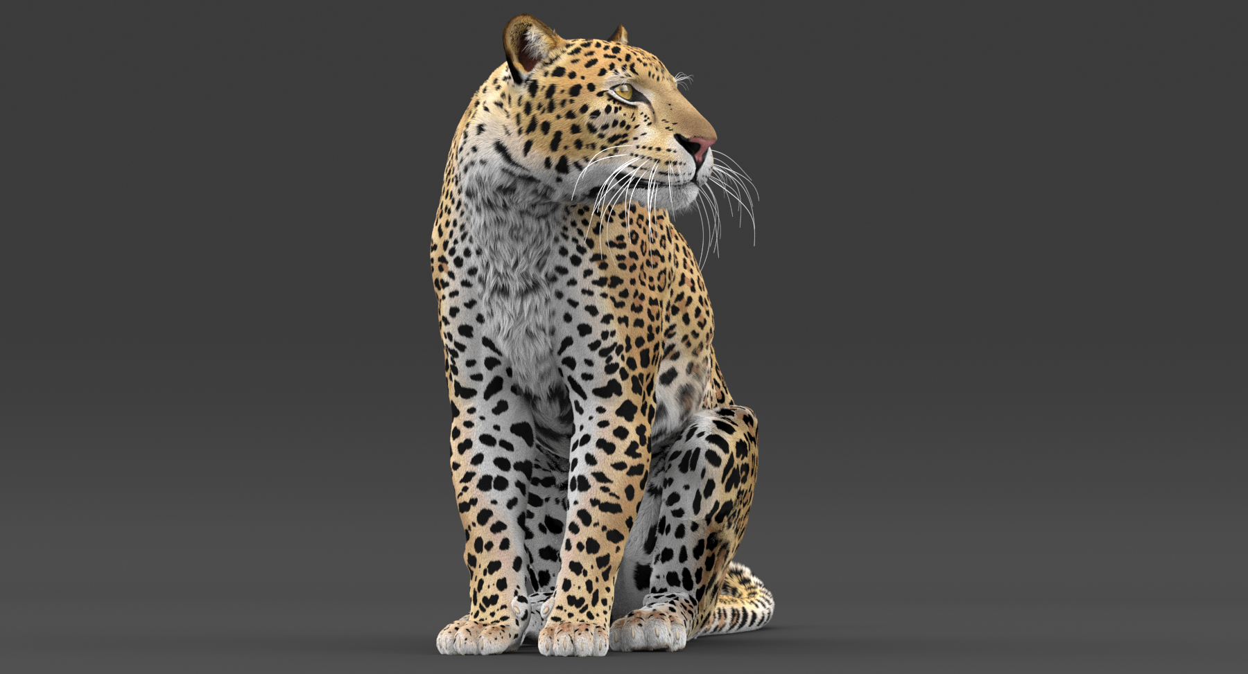 3D leopard fur model - TurboSquid 1408944