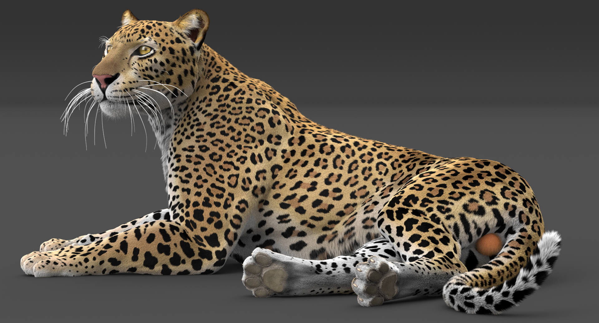 3D leopard fur model - TurboSquid 1408944