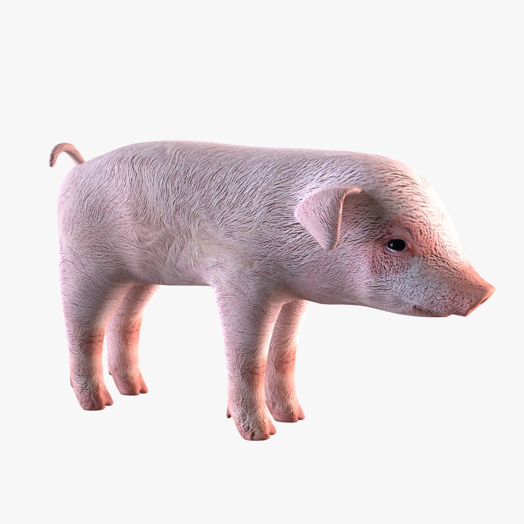 3d model pig