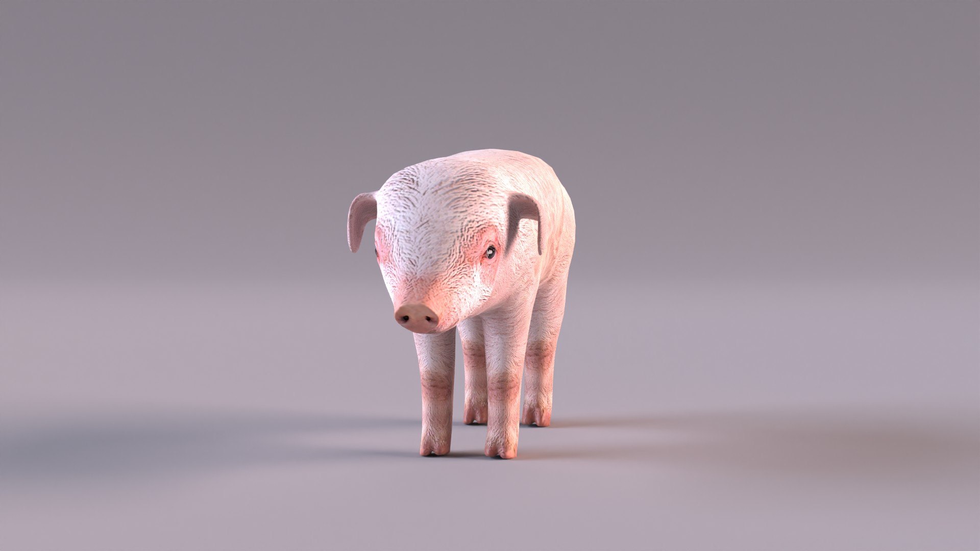 3d Model Pig
