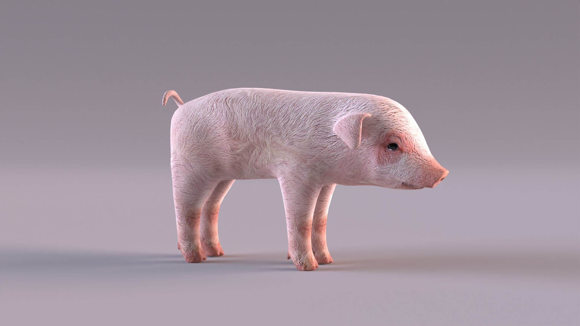 3d Model Pig
