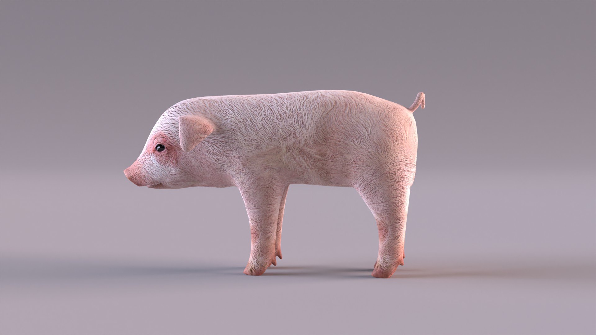 3d Model Pig