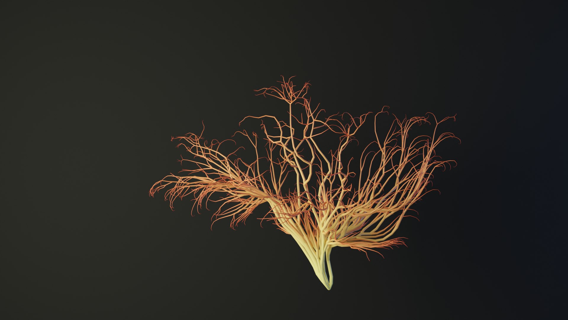 Human Brain Unrolling Growing Animation 3d Turbosquid 1978666 