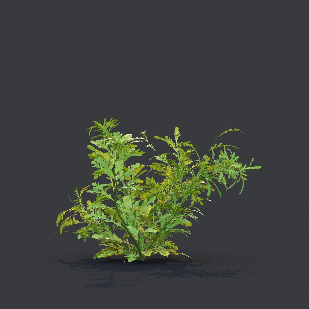 3D Common Poppy And Wild Plants Collection Vol 292-landscape Model ...