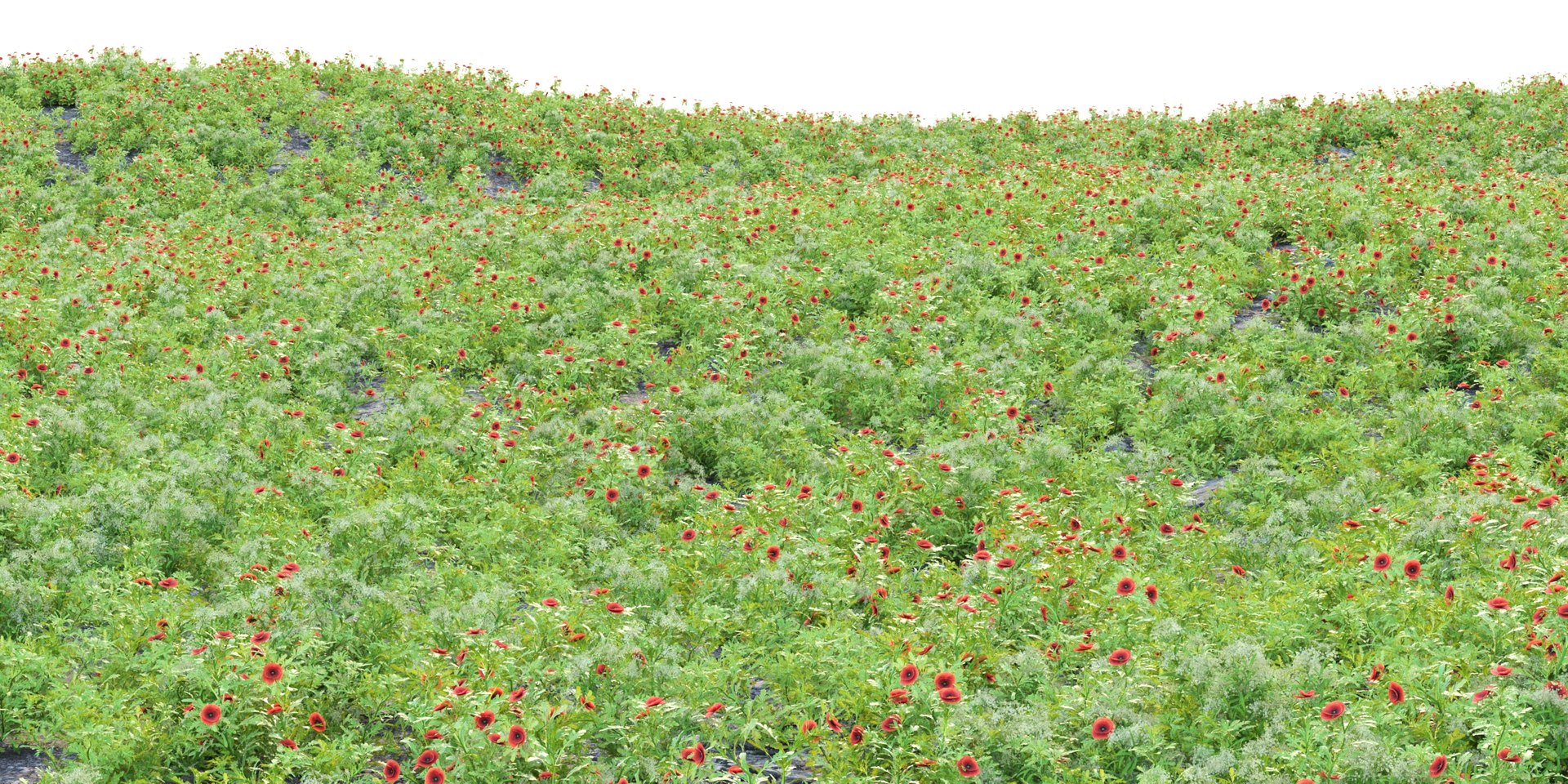 3D Common Poppy And Wild Plants Collection Vol 292-landscape Model ...