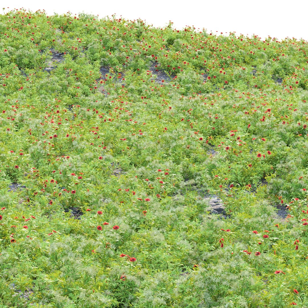 3D Common Poppy And Wild Plants Collection Vol 292-landscape Model ...