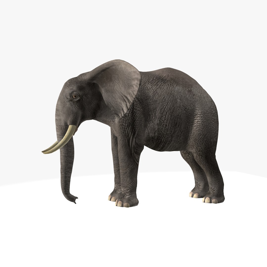 3d model african elephant