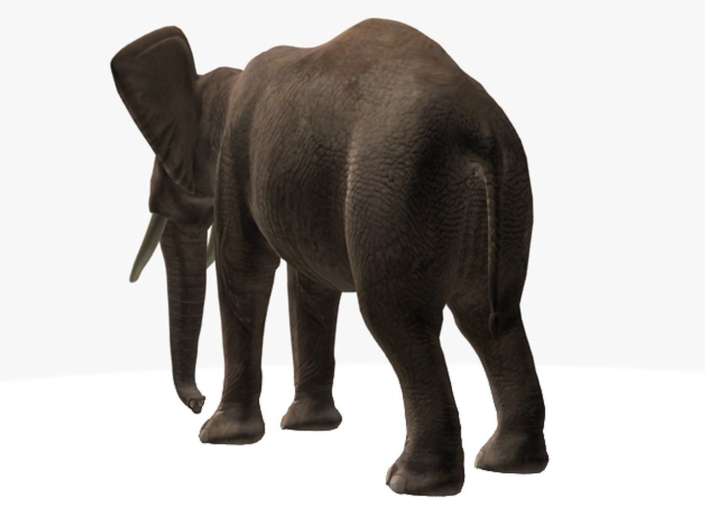 3d model african elephant