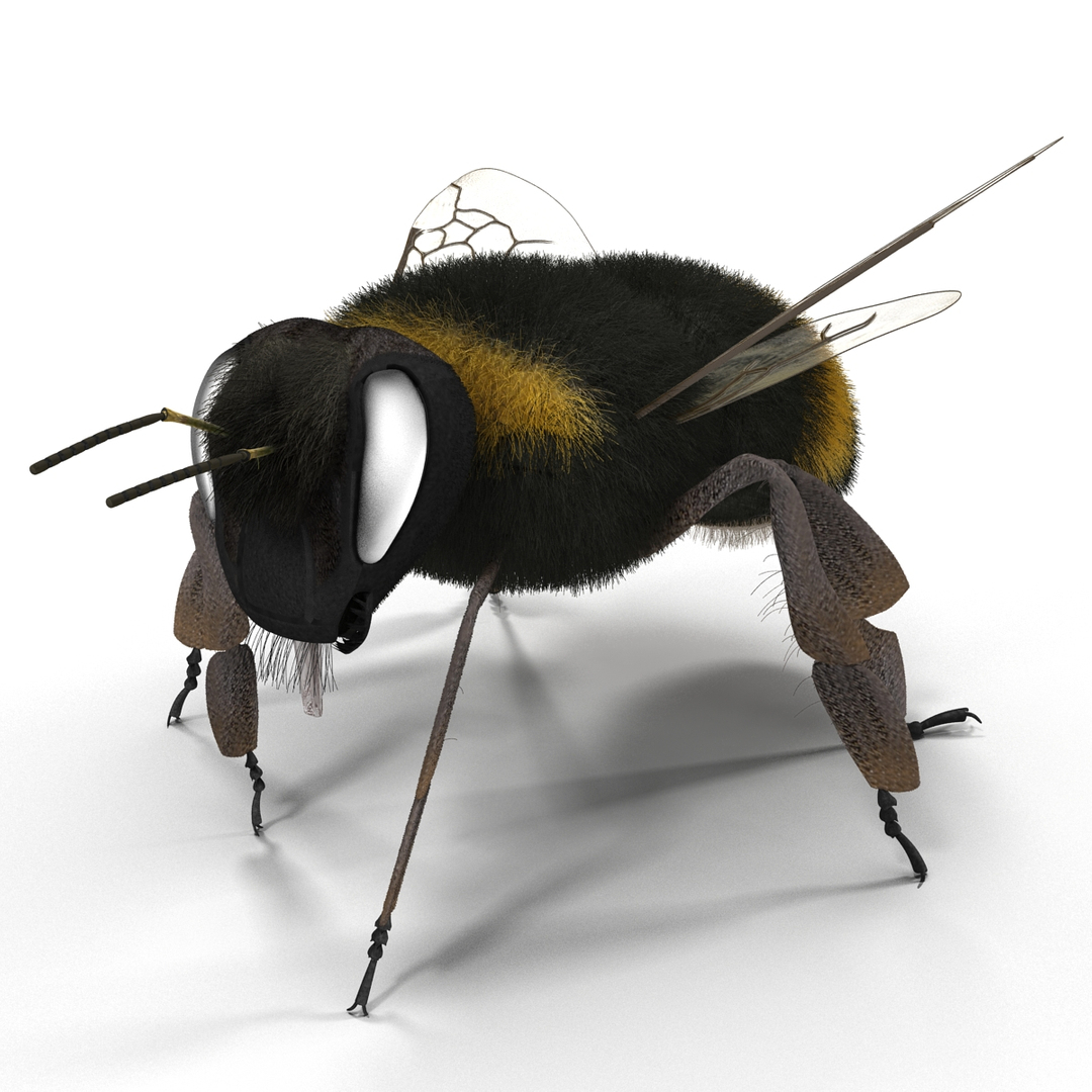 Bumble Bee Rigged Max