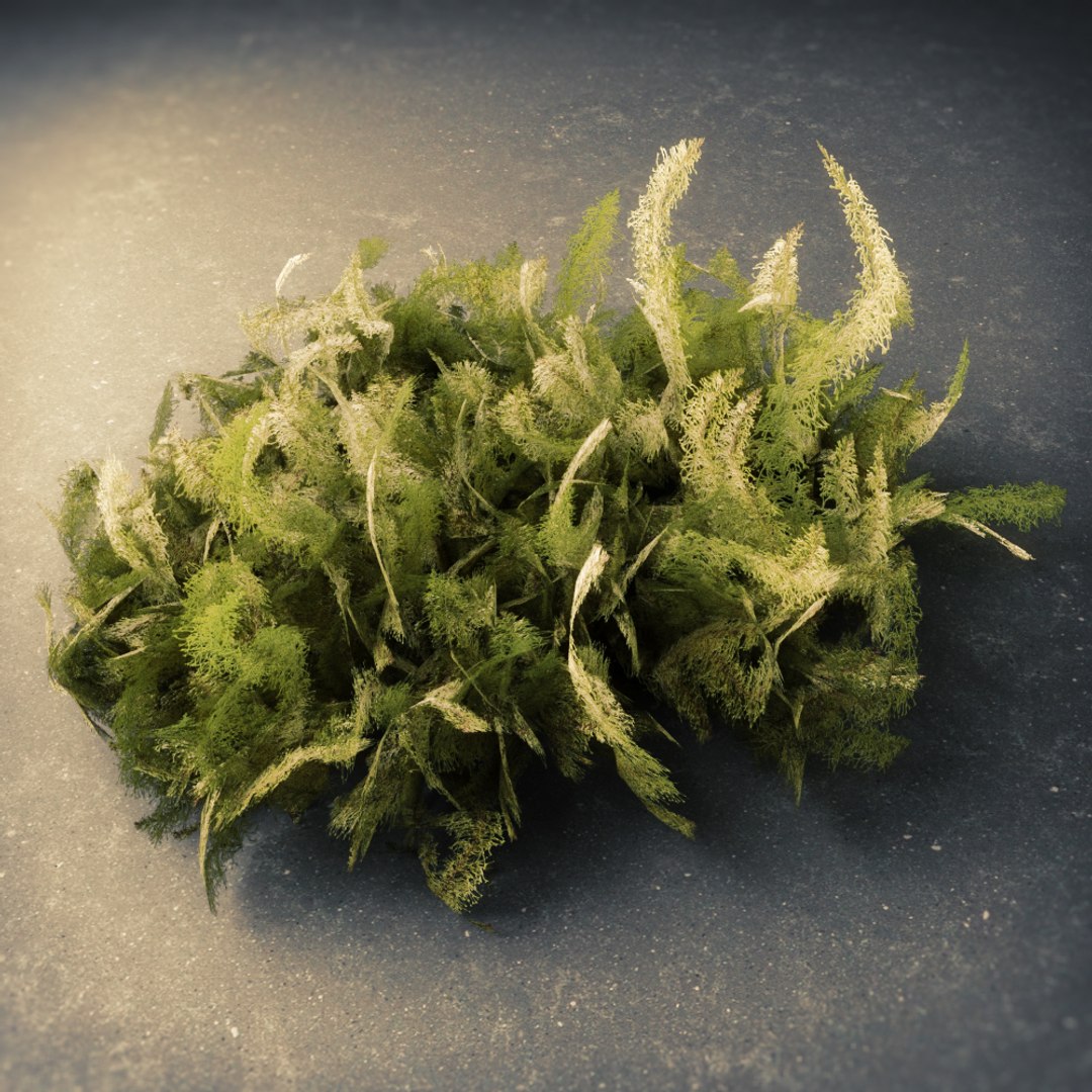 Moss 11 3D Model - TurboSquid 1535012