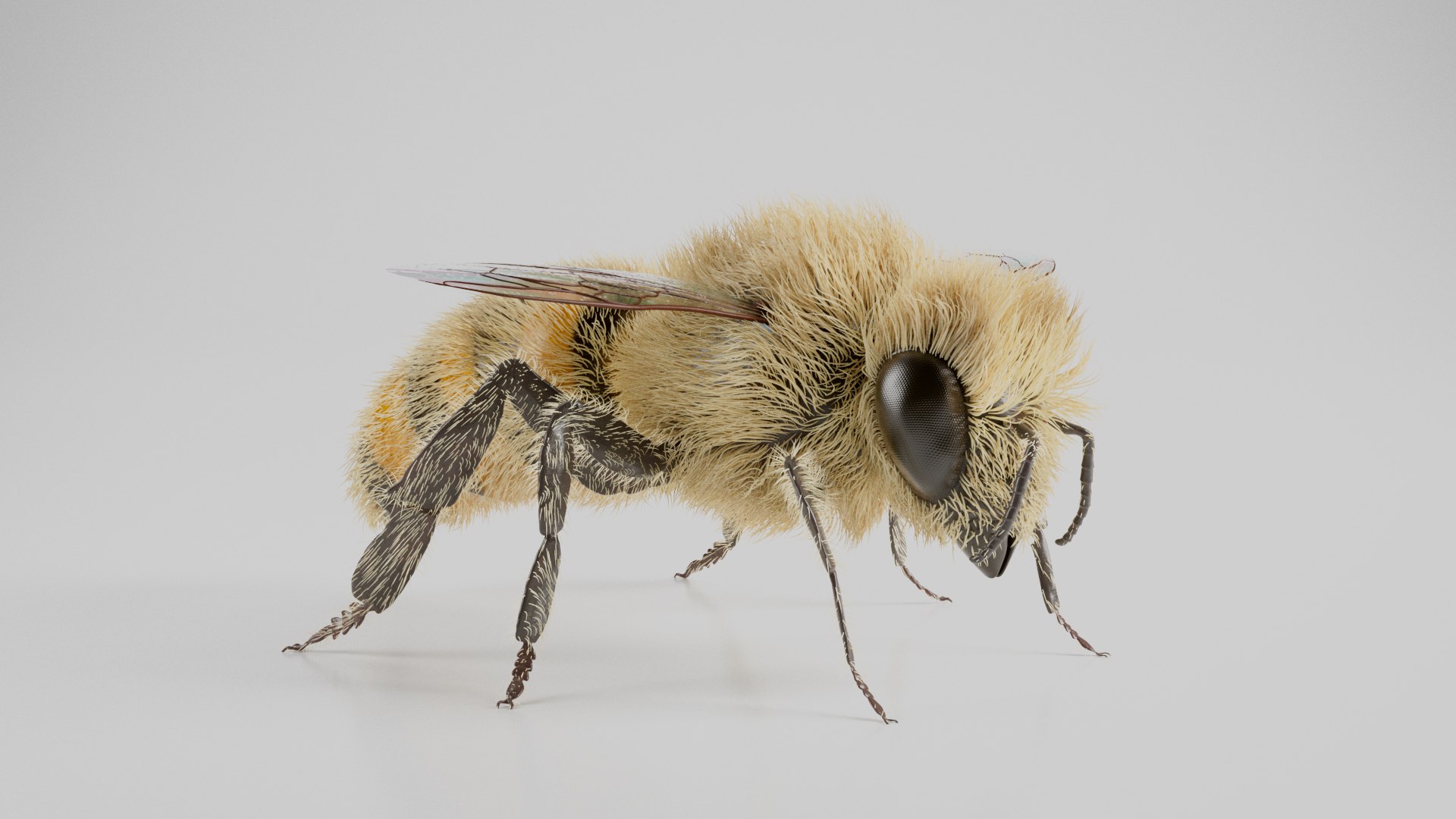 3D Model Realistic Honey Bee - TurboSquid 2081899