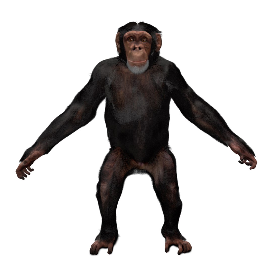 3D Chimpanzee Fur Rig - TurboSquid 1232775