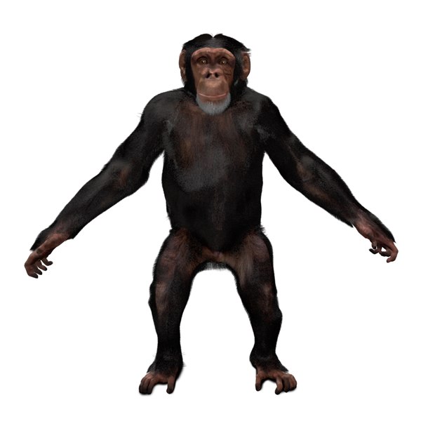 3D chimpanzee fur rig - TurboSquid 1232775