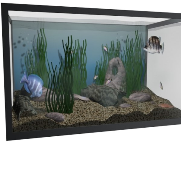 ma aquarium fish fishtank