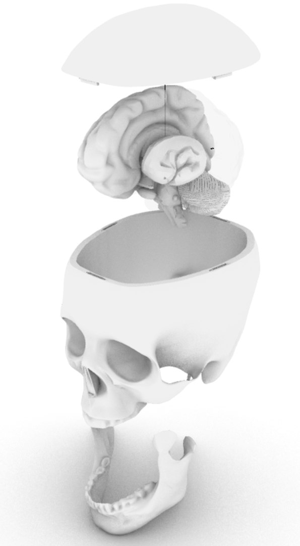 Human Skull 3D Print Model 3D Model - TurboSquid 2085837