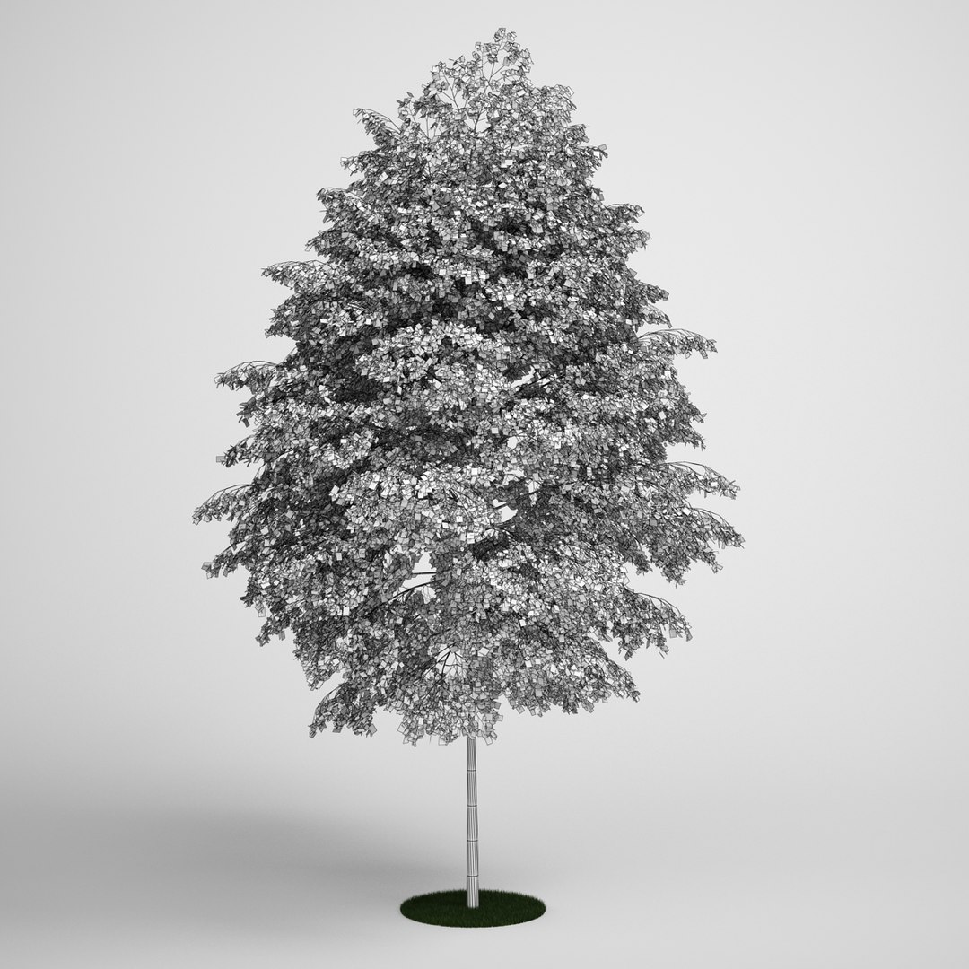 silver birch 3d model