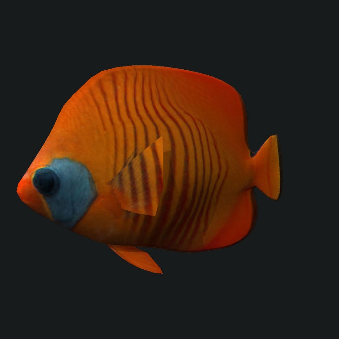 Gold Cheek Butterfly Fish Model - TurboSquid 1244967