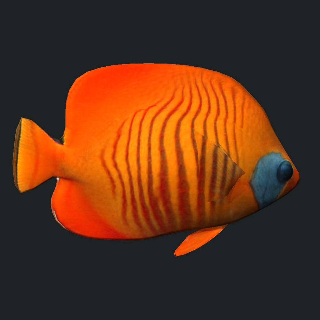 Gold Cheek Butterfly Fish Model - TurboSquid 1244967
