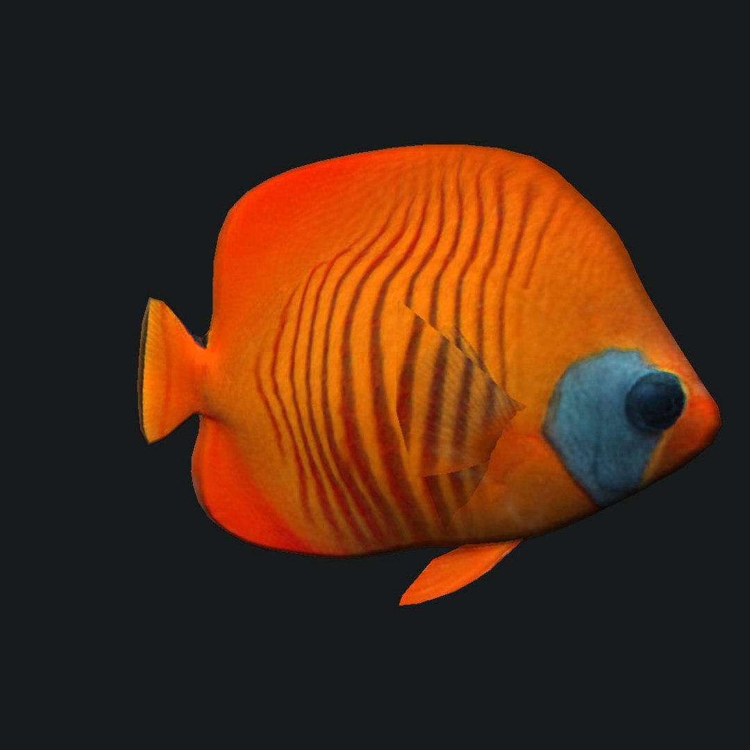 Gold Cheek Butterfly Fish Model - TurboSquid 1244967