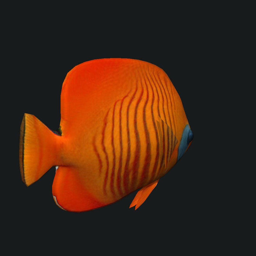 Gold Cheek Butterfly Fish Model - TurboSquid 1244967