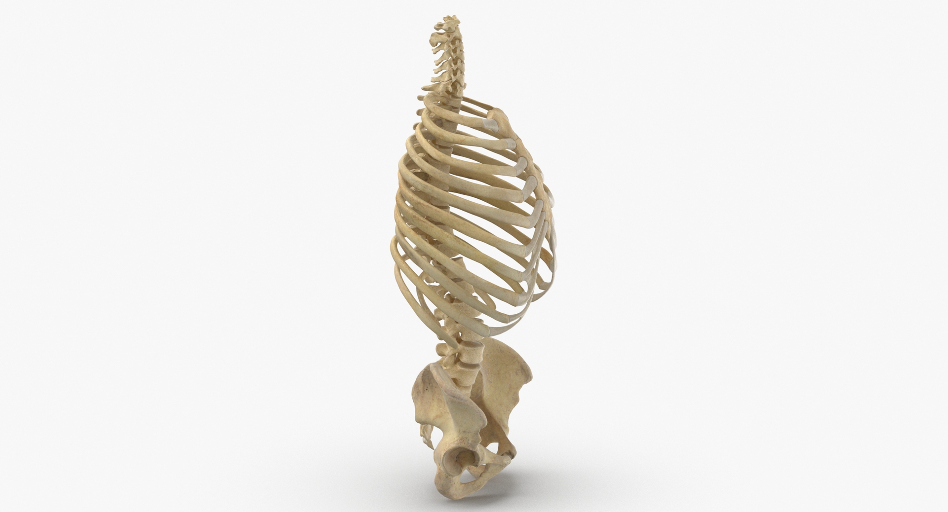 3D real human rib cage - TurboSquid 1637728