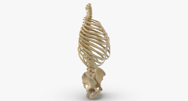 3D real human rib cage - TurboSquid 1637728