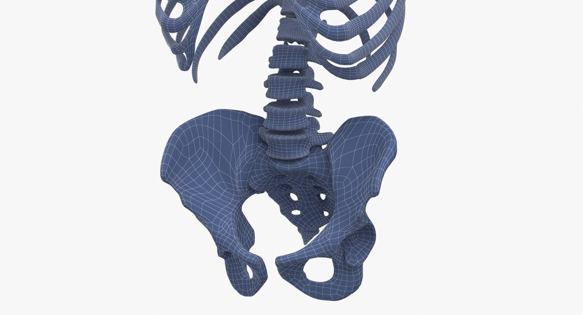 3D real human rib cage - TurboSquid 1637728