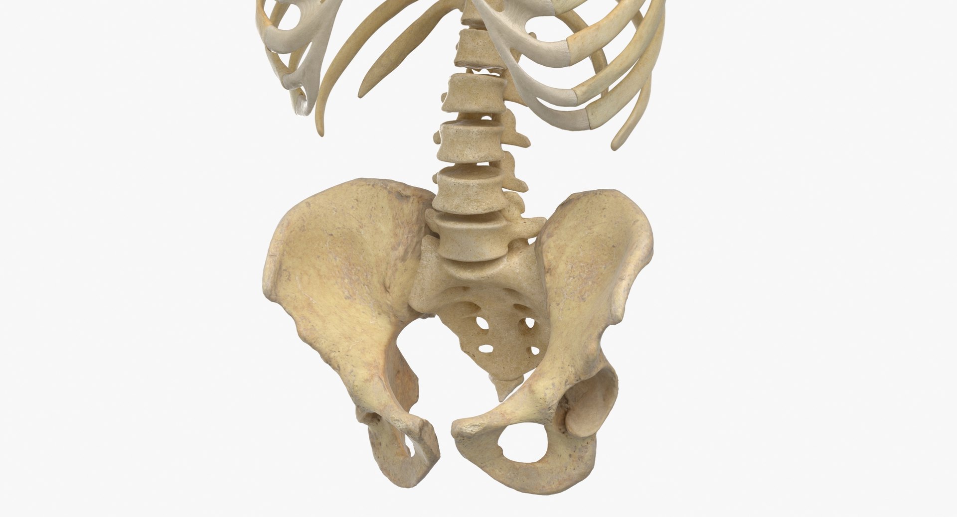 3D real human rib cage - TurboSquid 1637728