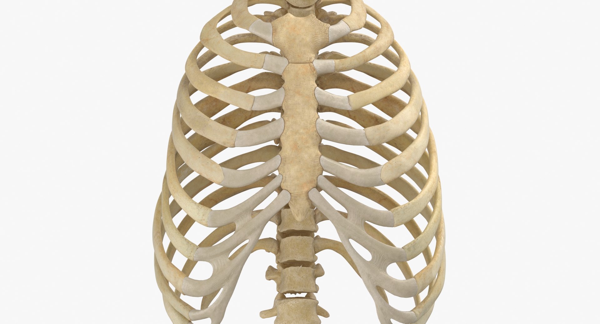 3D real human rib cage - TurboSquid 1637728