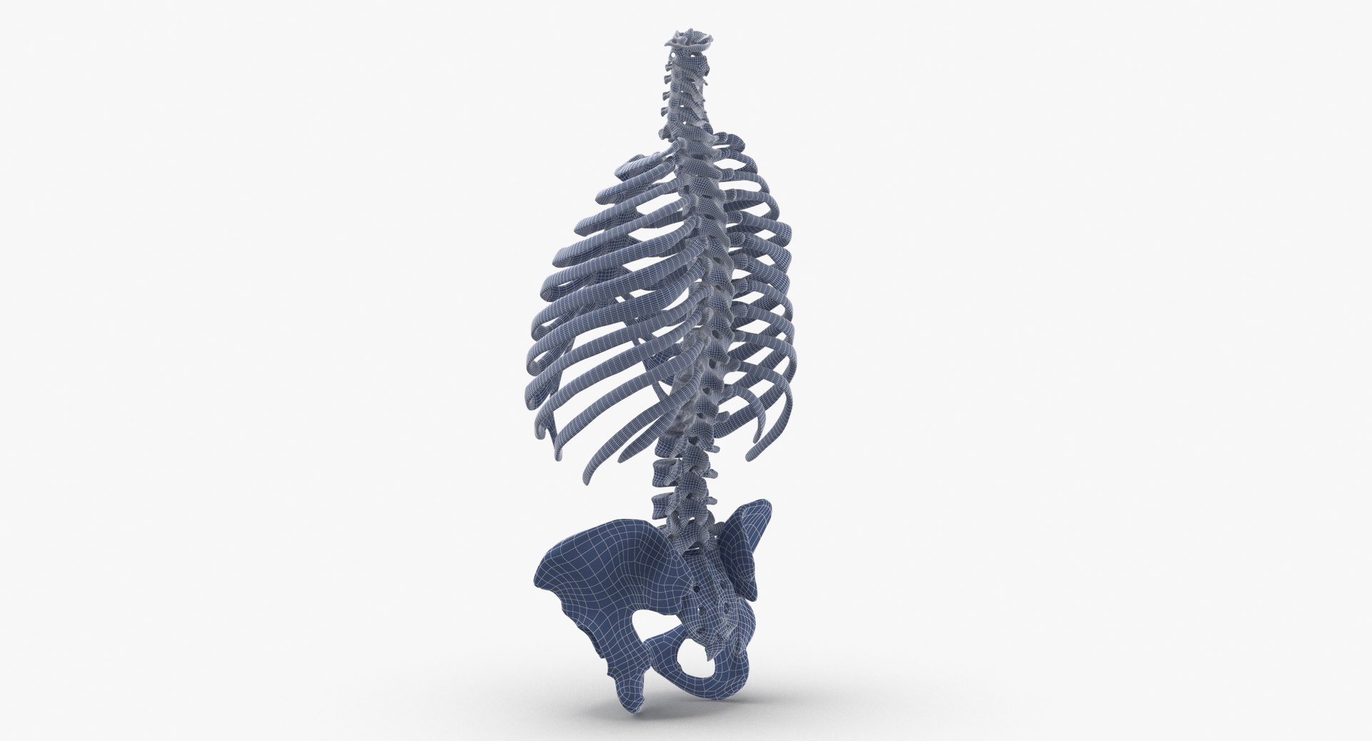 3D real human rib cage - TurboSquid 1637728