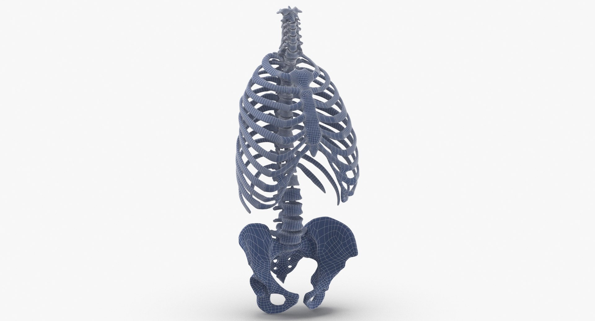 3D real human rib cage - TurboSquid 1637728