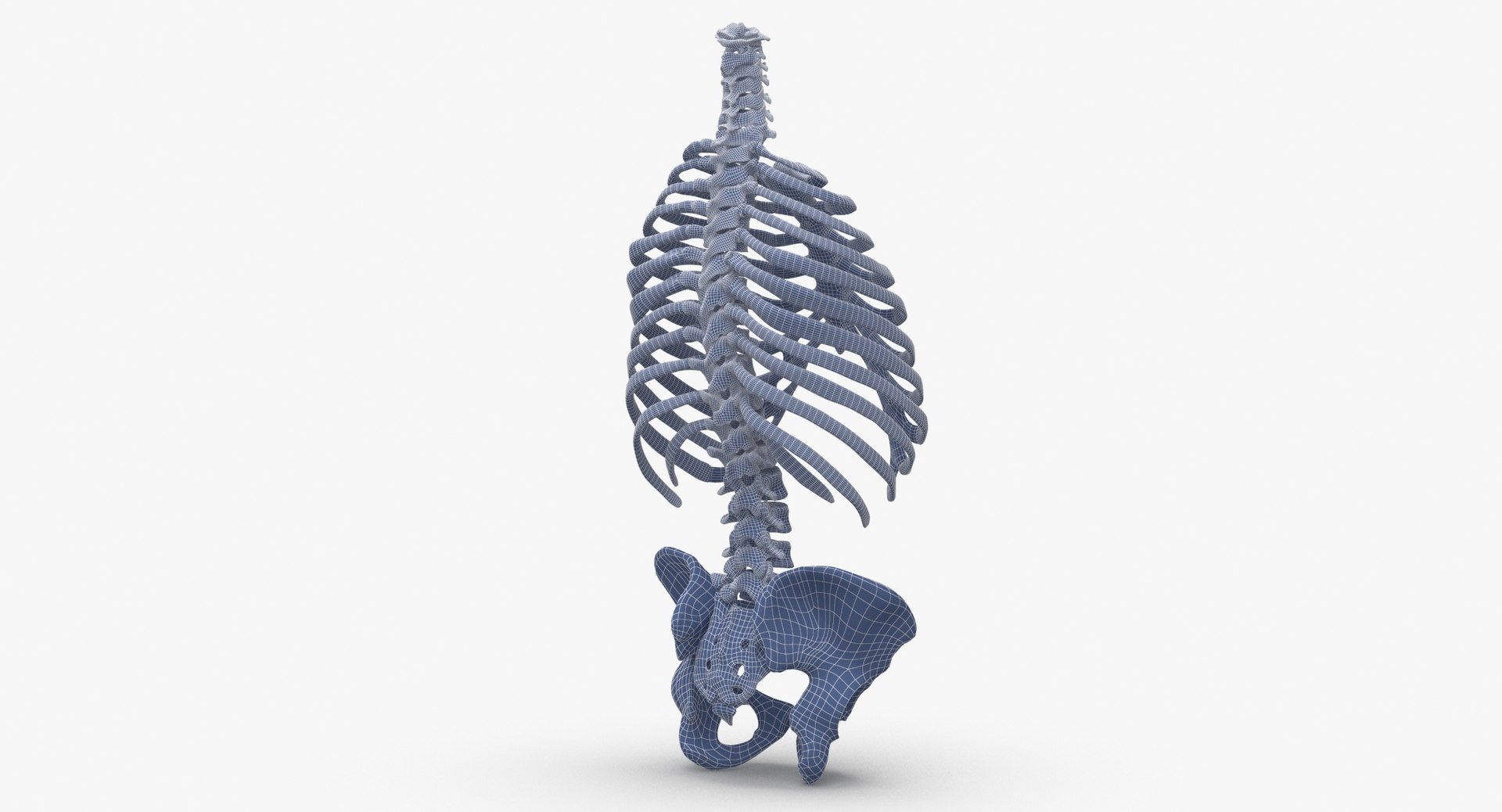 3D real human rib cage - TurboSquid 1637728