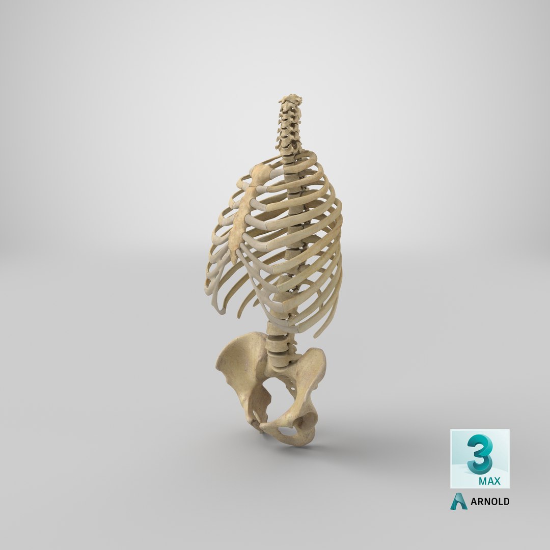 3D real human rib cage - TurboSquid 1637728