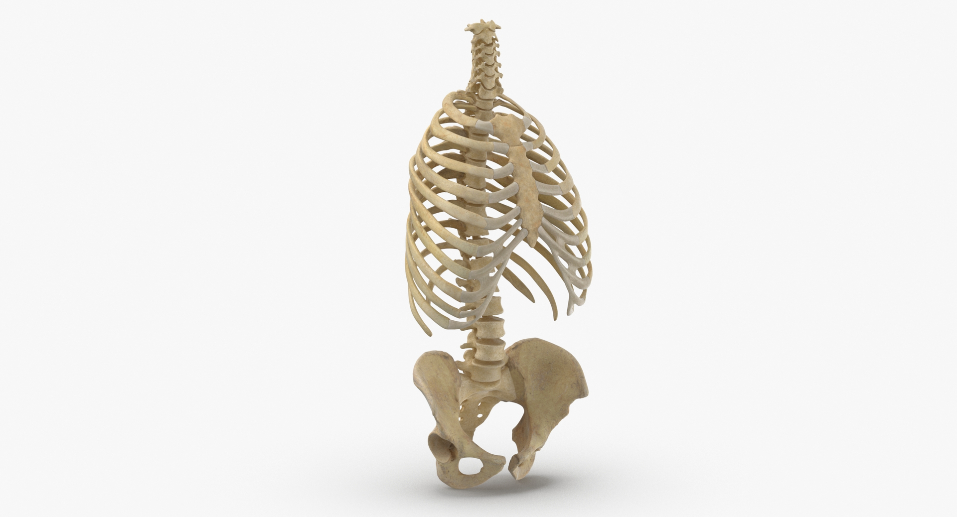 3D real human rib cage - TurboSquid 1637728